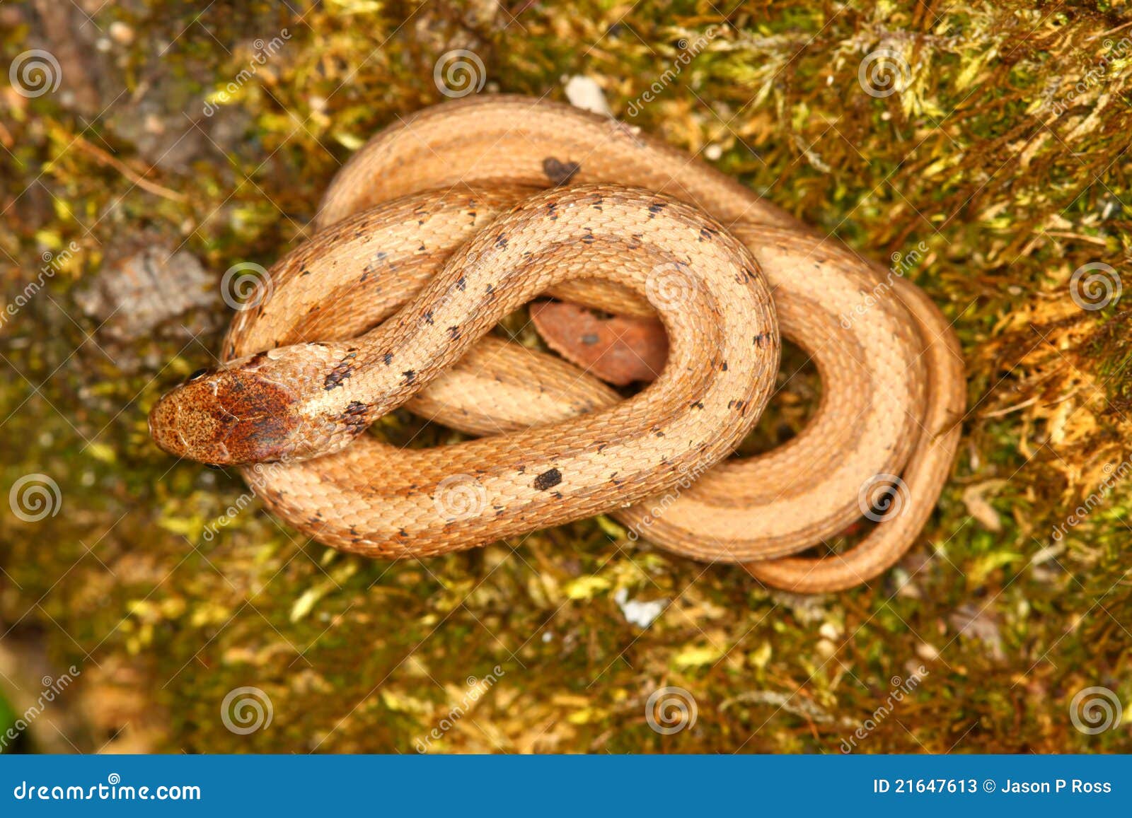 Brown Snake (Storeria Dekayi) Stock Image - Image of ecological, herp ...