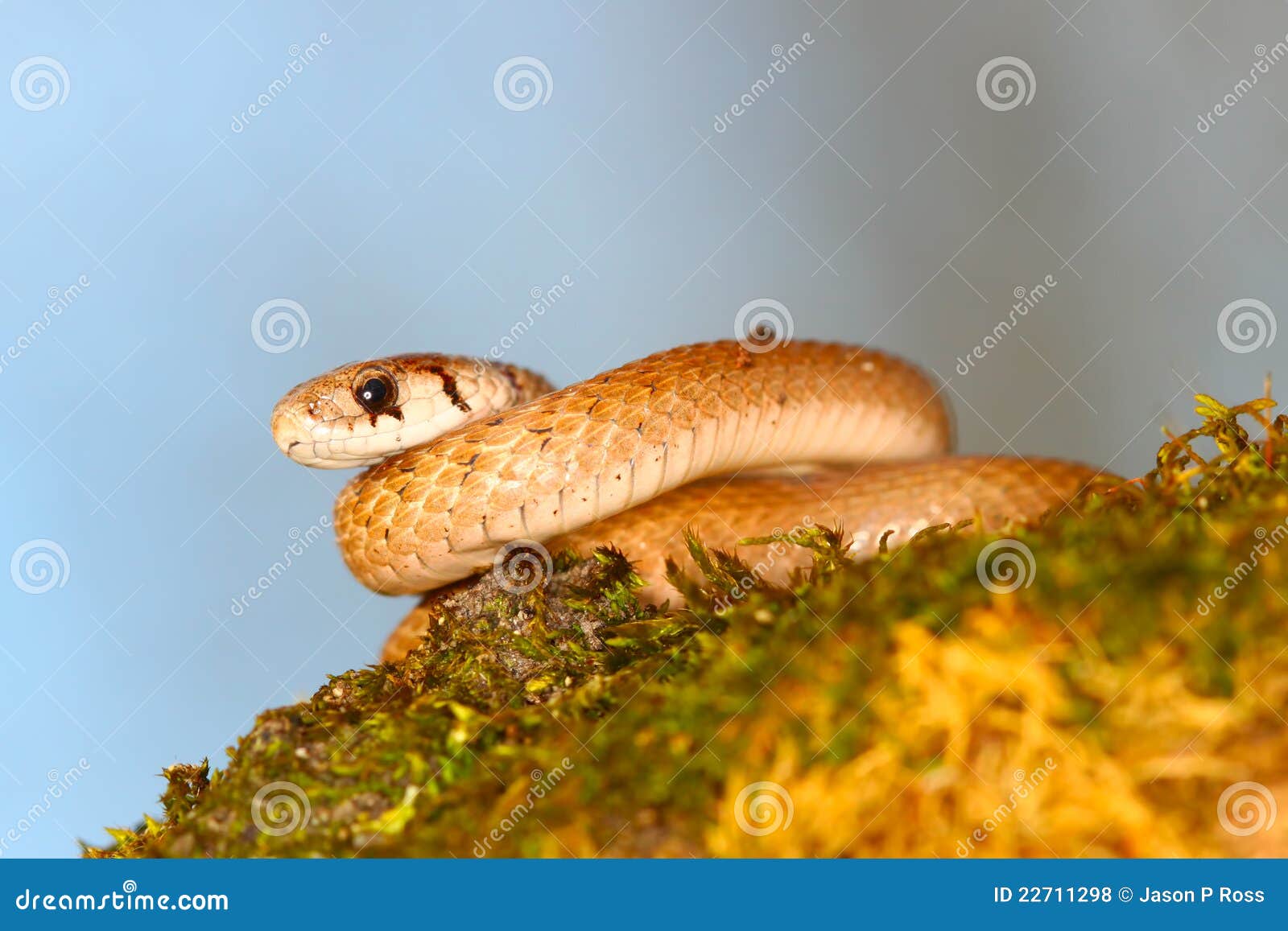 Brown Snake (Storeria Dekayi) Stock Photo - Image of creature ...