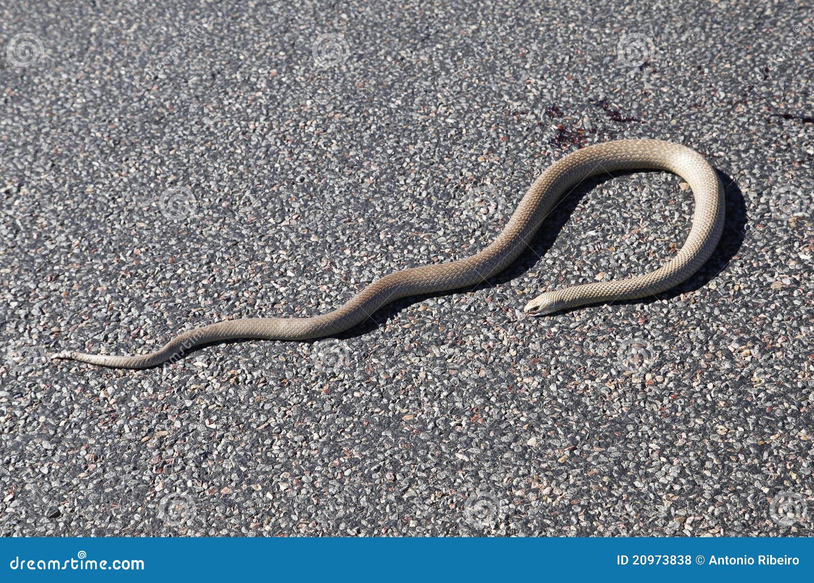Brown Snake sunbathing stock photo. Image of venom, eastern - 20973838