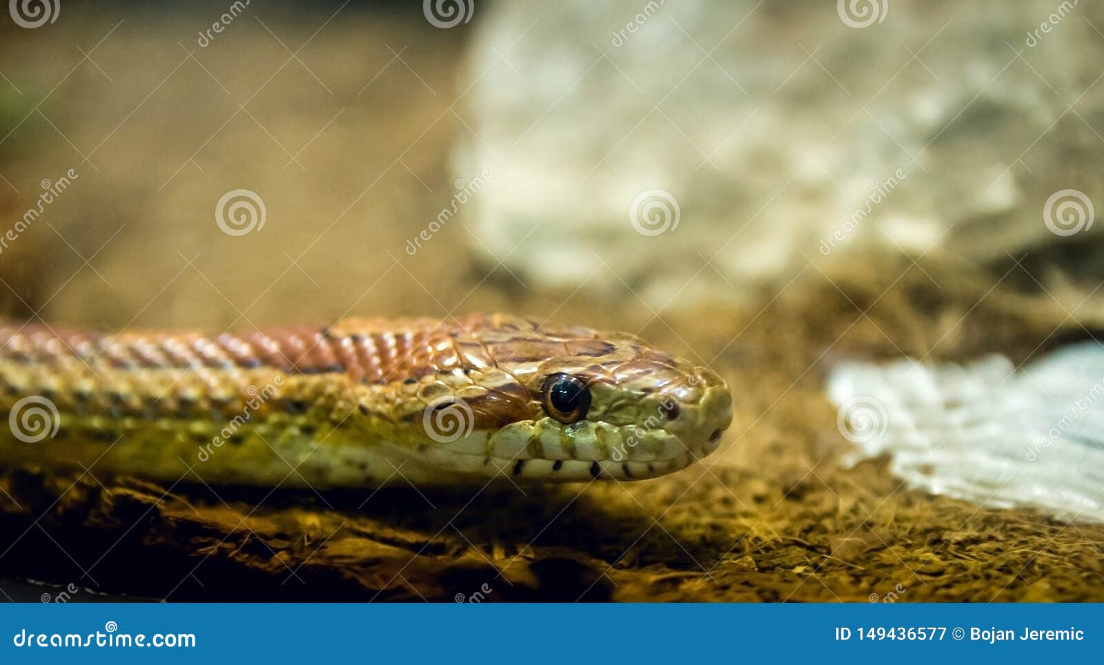Brown Snake in Terrarium in Zoo Stock Image - Image of macro, animal ...
