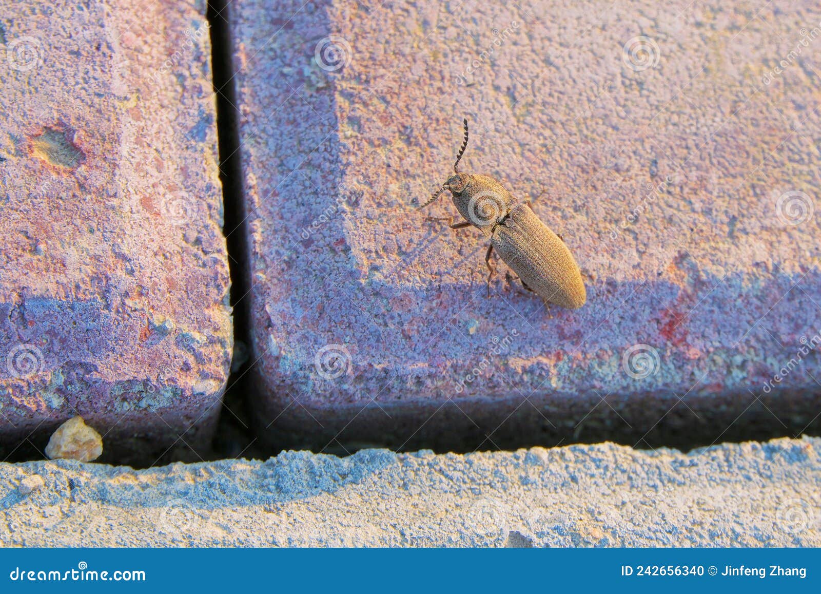 Kowtow bug stock photo. Image of nature, beetle, coleoptera - 242656340