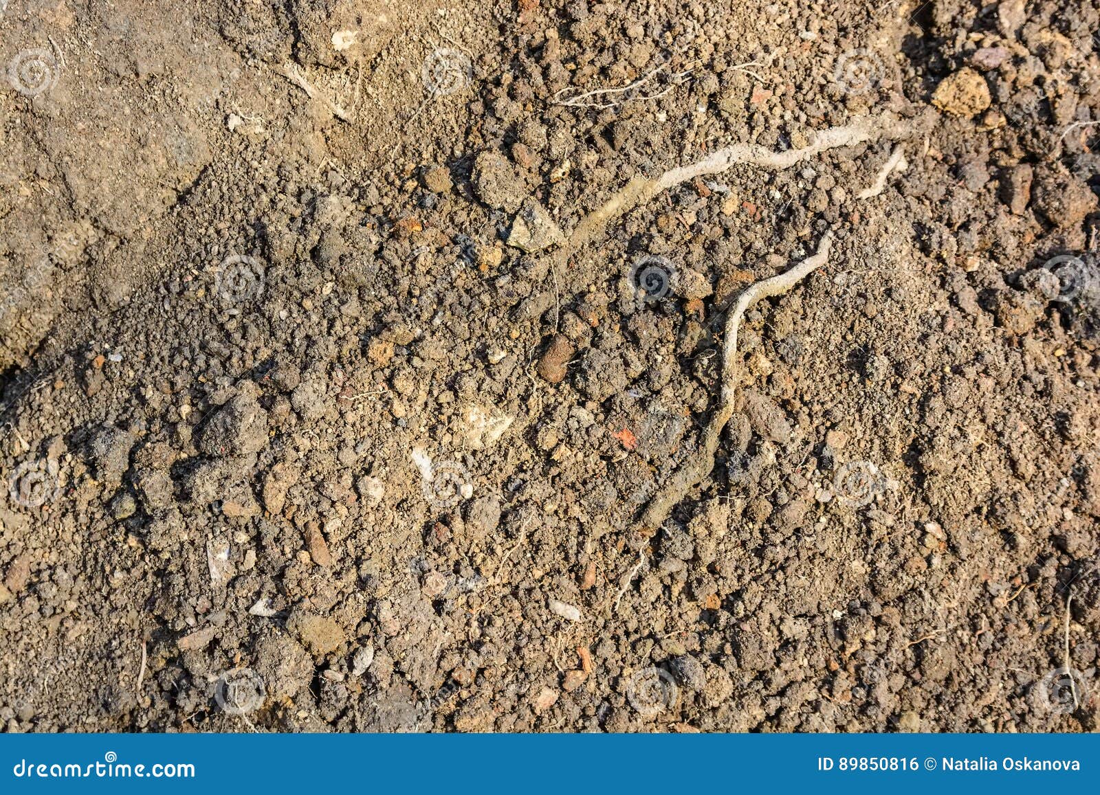 Brown Soil Texture with Dry Root Stock Photo - Image of mineral, dust ...