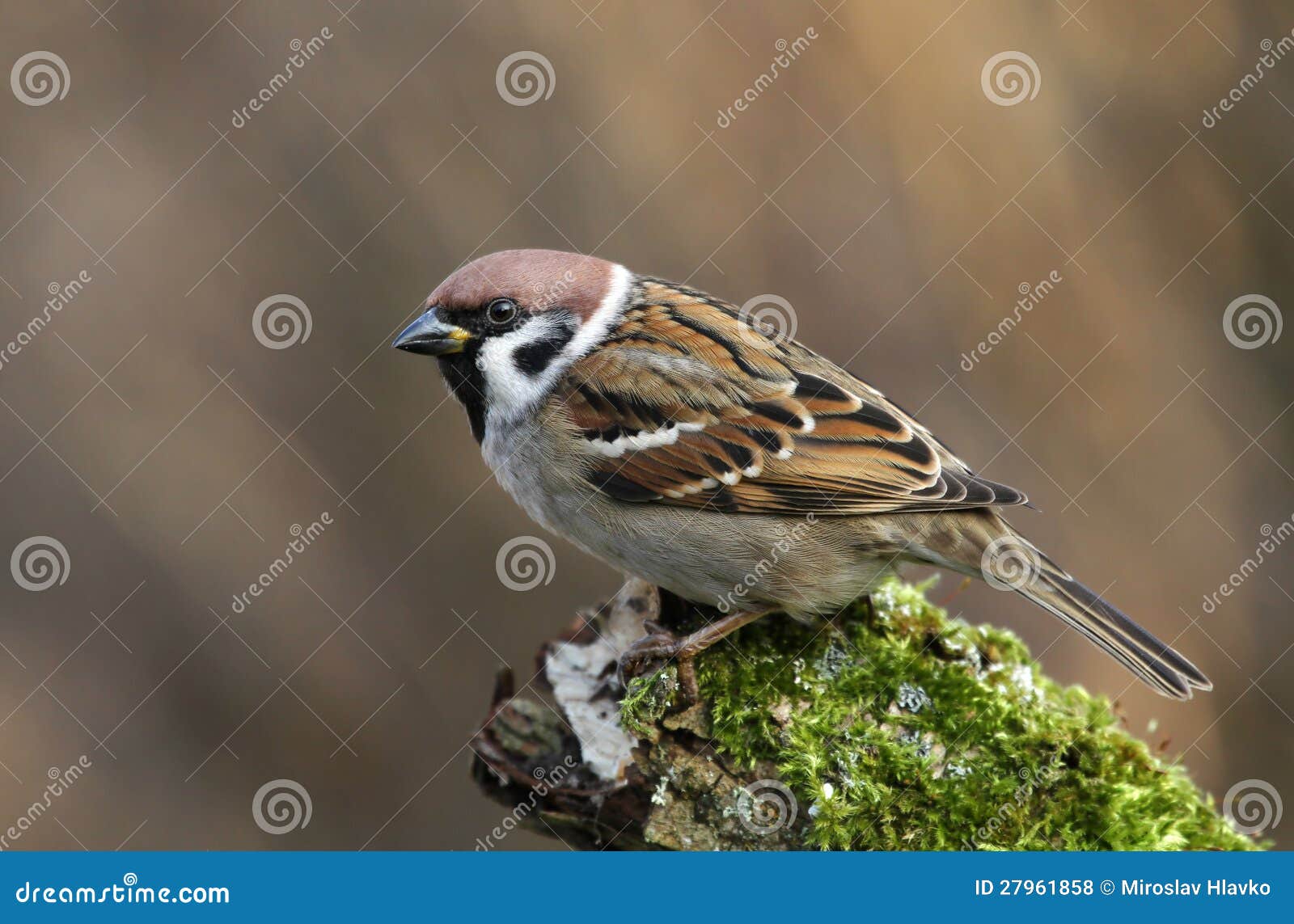 Brown sparrow stock photo. Image of beak, nature, flanker - 27961858