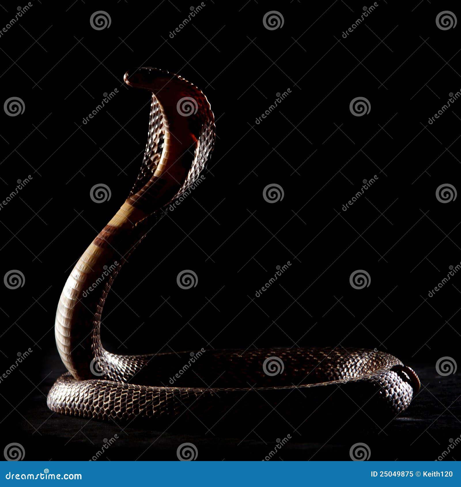 Hood Of A Cobra And Cobra Skin Texture Closeup, Snake Skin Seam Royalty ...