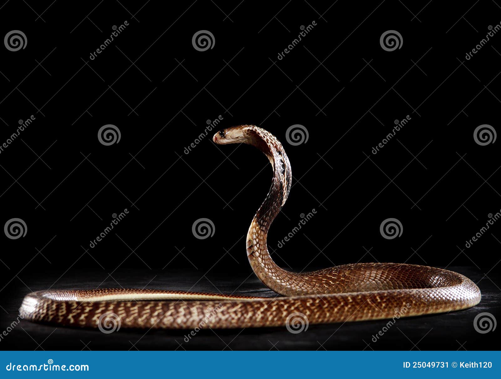 Brown Spectacle Cobra with Hood Sideview Stock Image - Image of wild ...