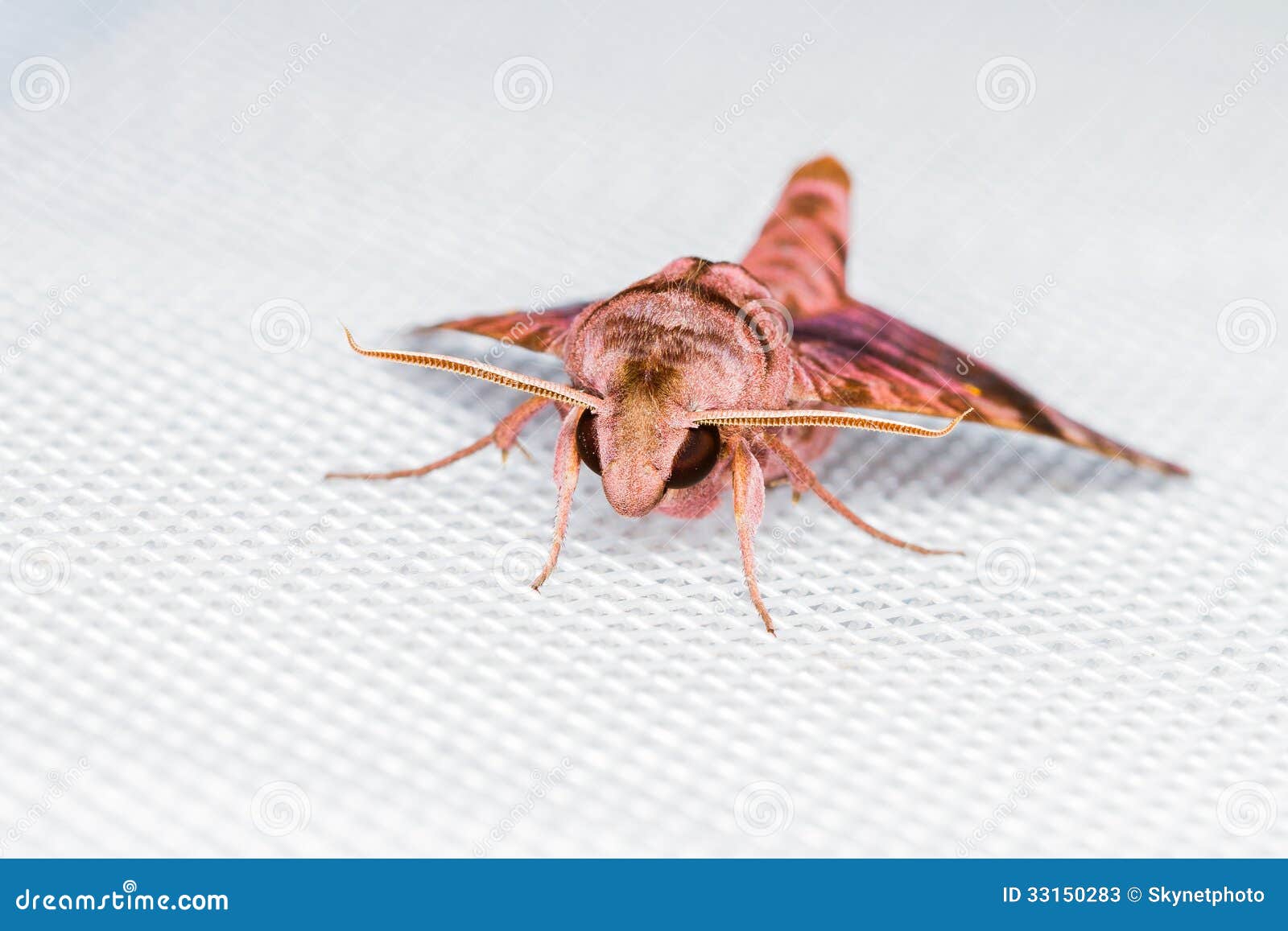 Brown Sphingidae Family of Moths Stock Image - Image of family, beige ...