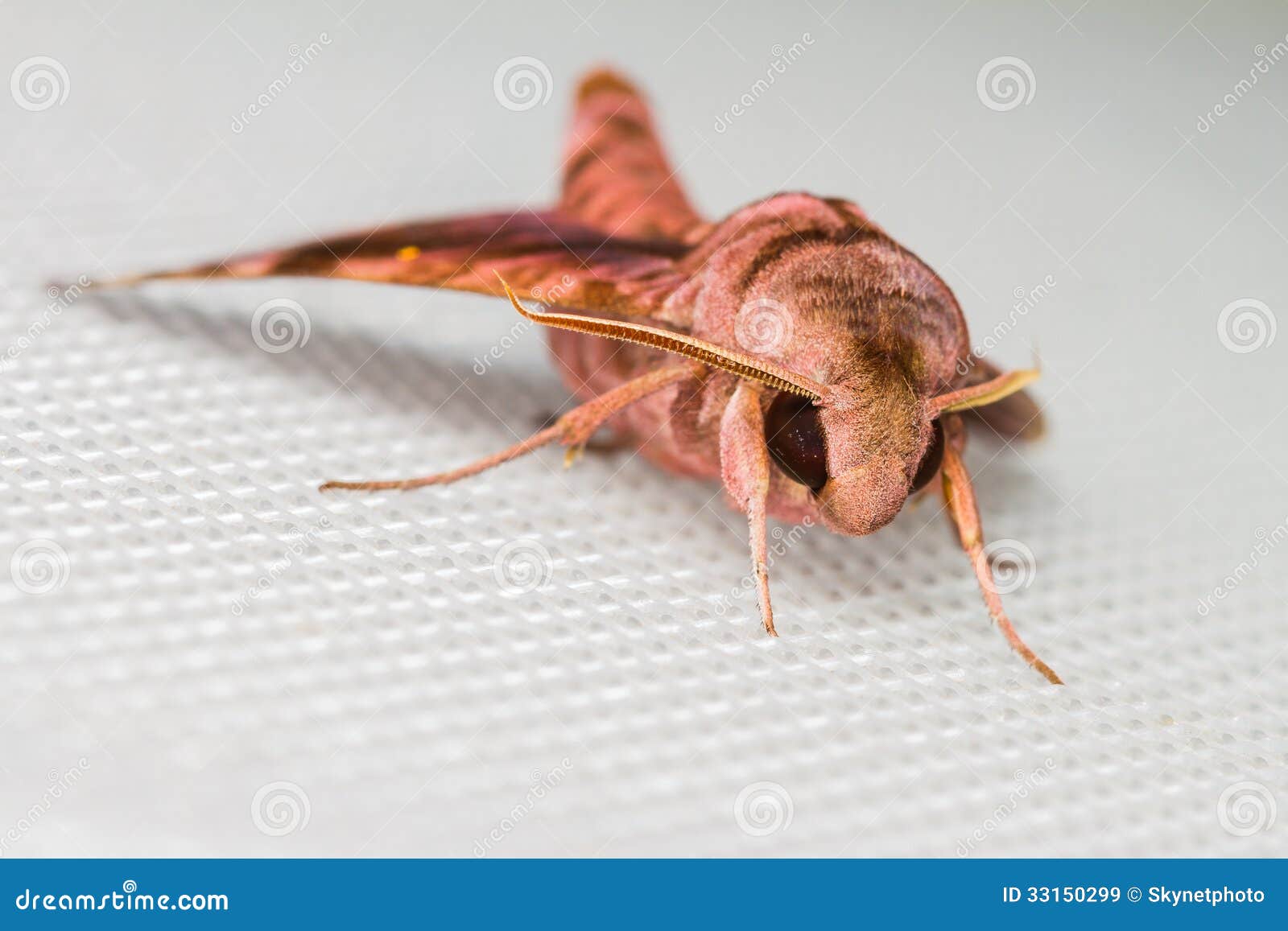Brown Sphingidae Family Of Moths Royalty-Free Stock Photography ...