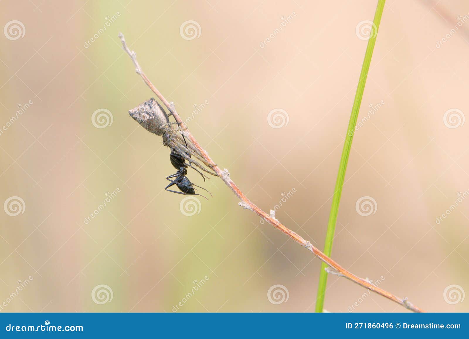 Spider hunt stock photo. Image of animal, wild, insects - 271860496