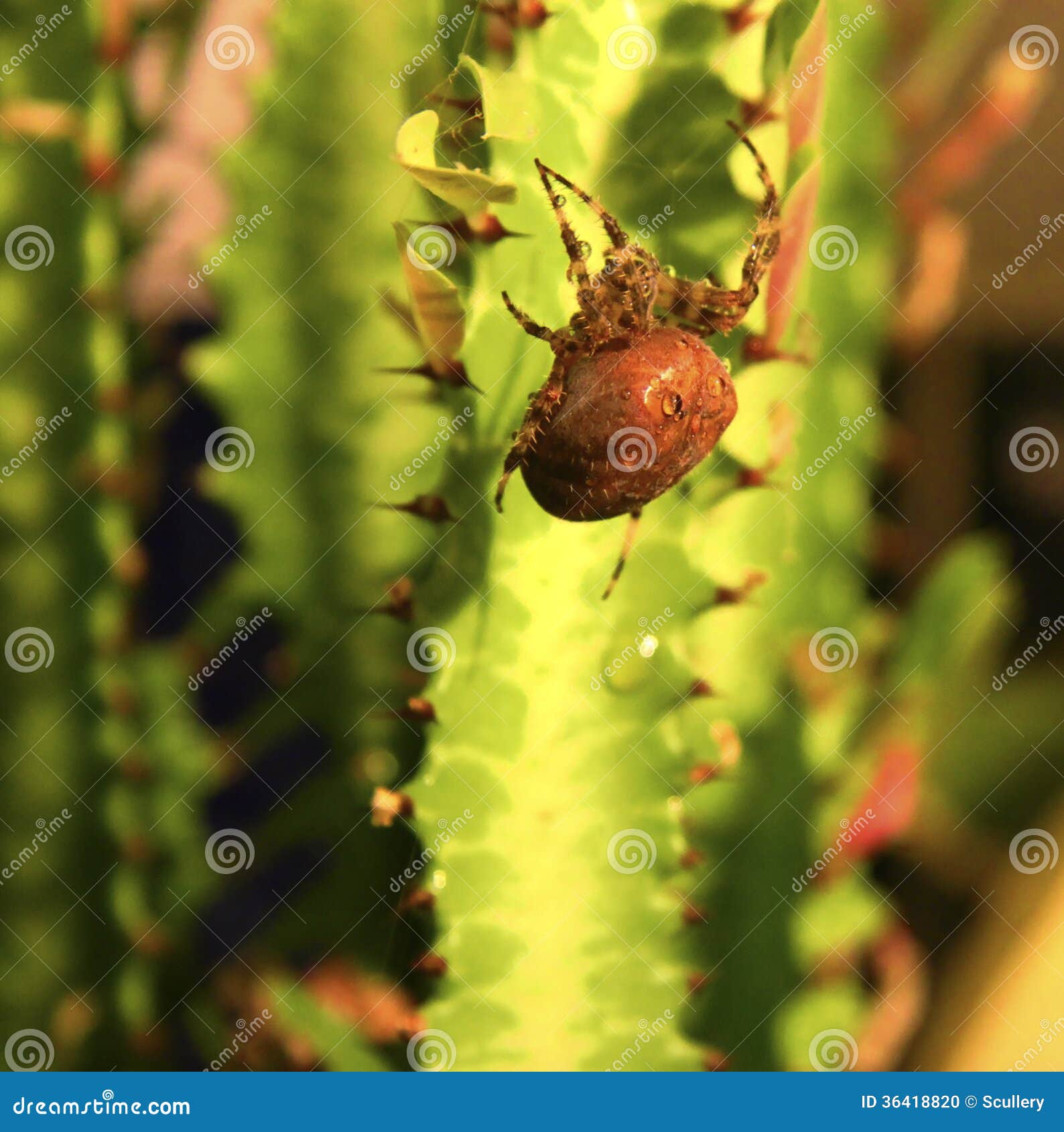 Brown Spider Crawling on the Green Cactus Stock Photo - Image of spider ...