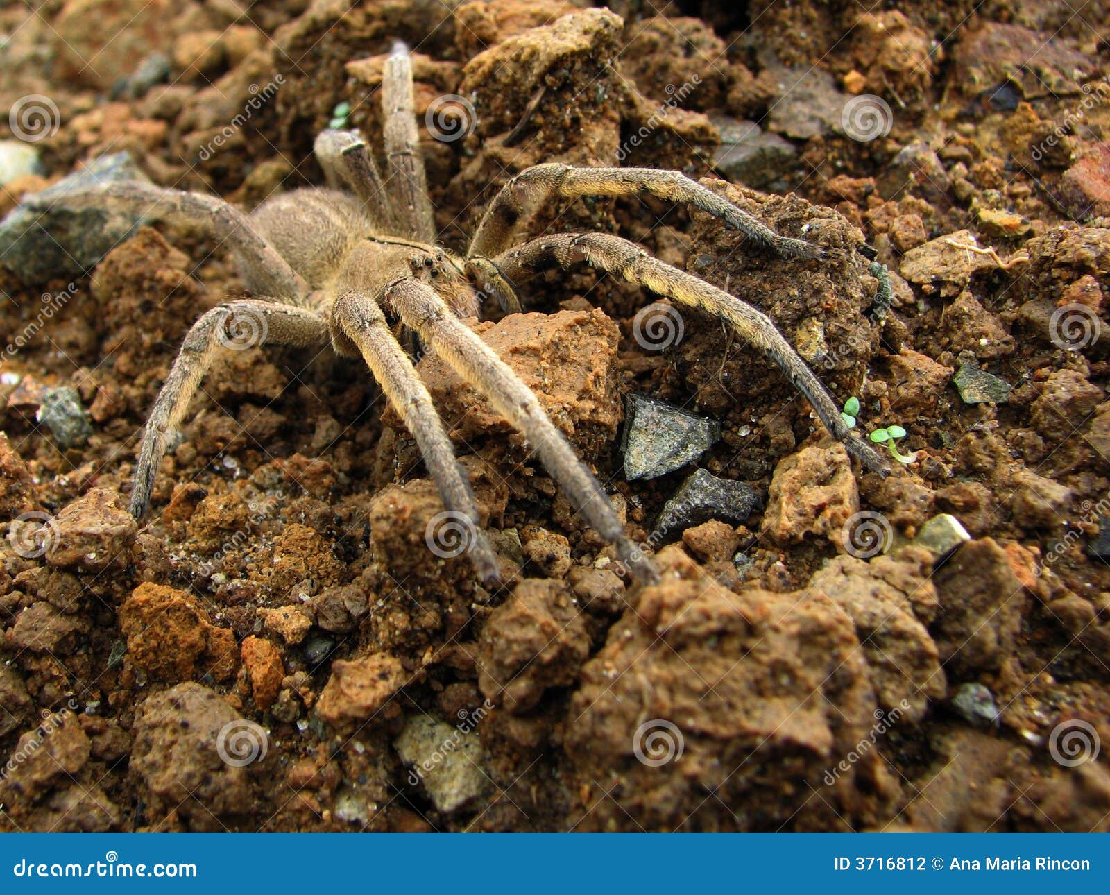 Brown spider on the ground stock photo. Image of aracnido - 3716812