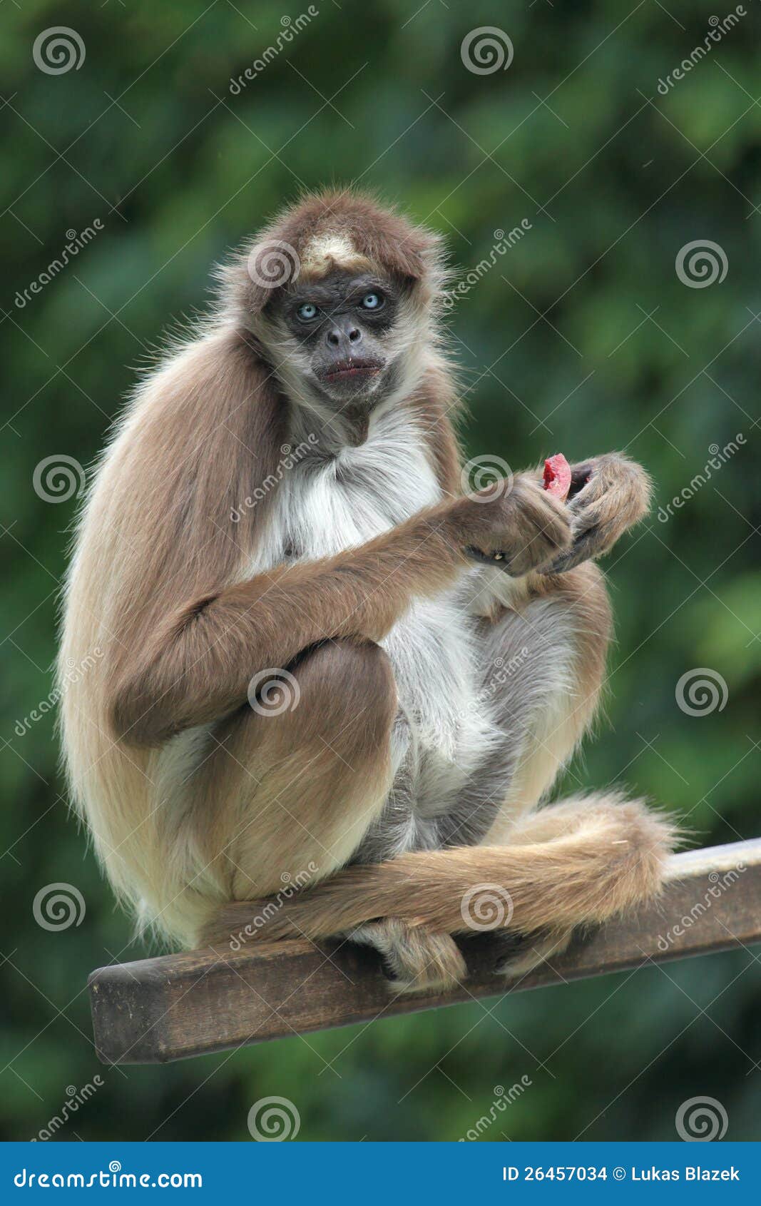 Spider Monkey Sending A Kiss Stock Photo | CartoonDealer.com #1456896