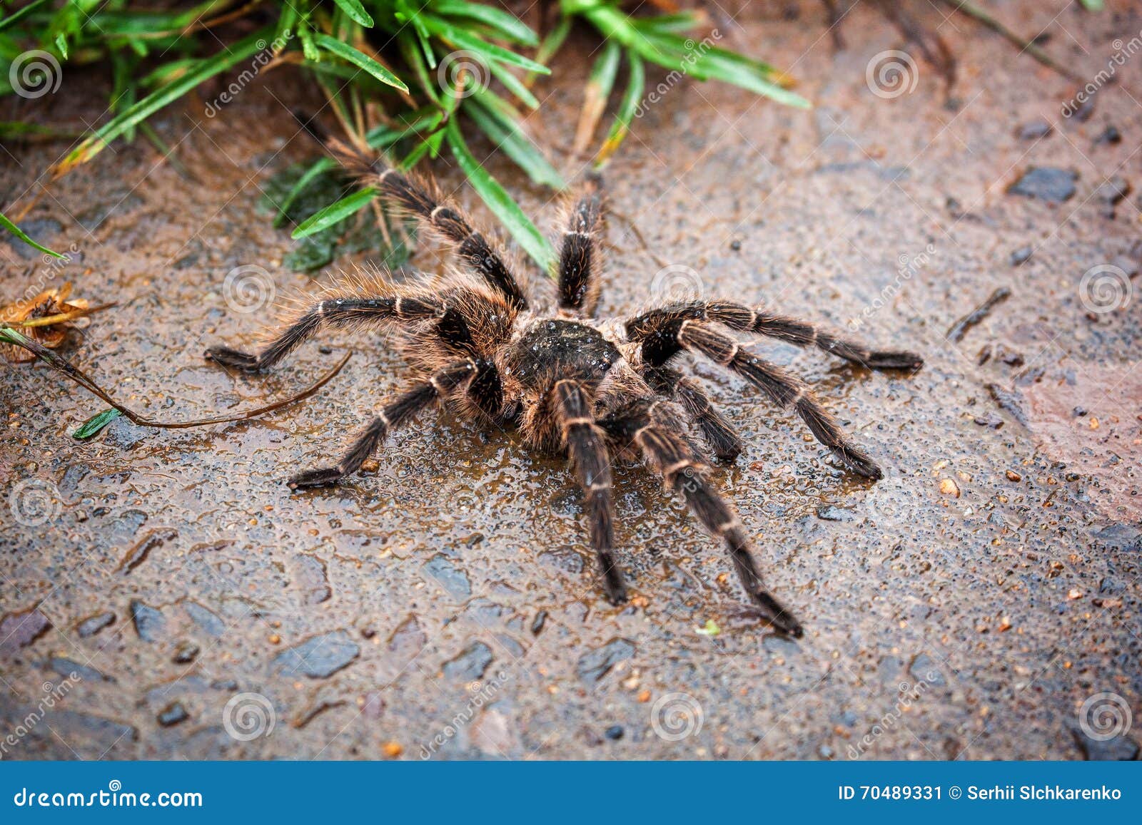 Brown Spider Tarantula Standing on the Wet Ground Stock Image - Image ...
