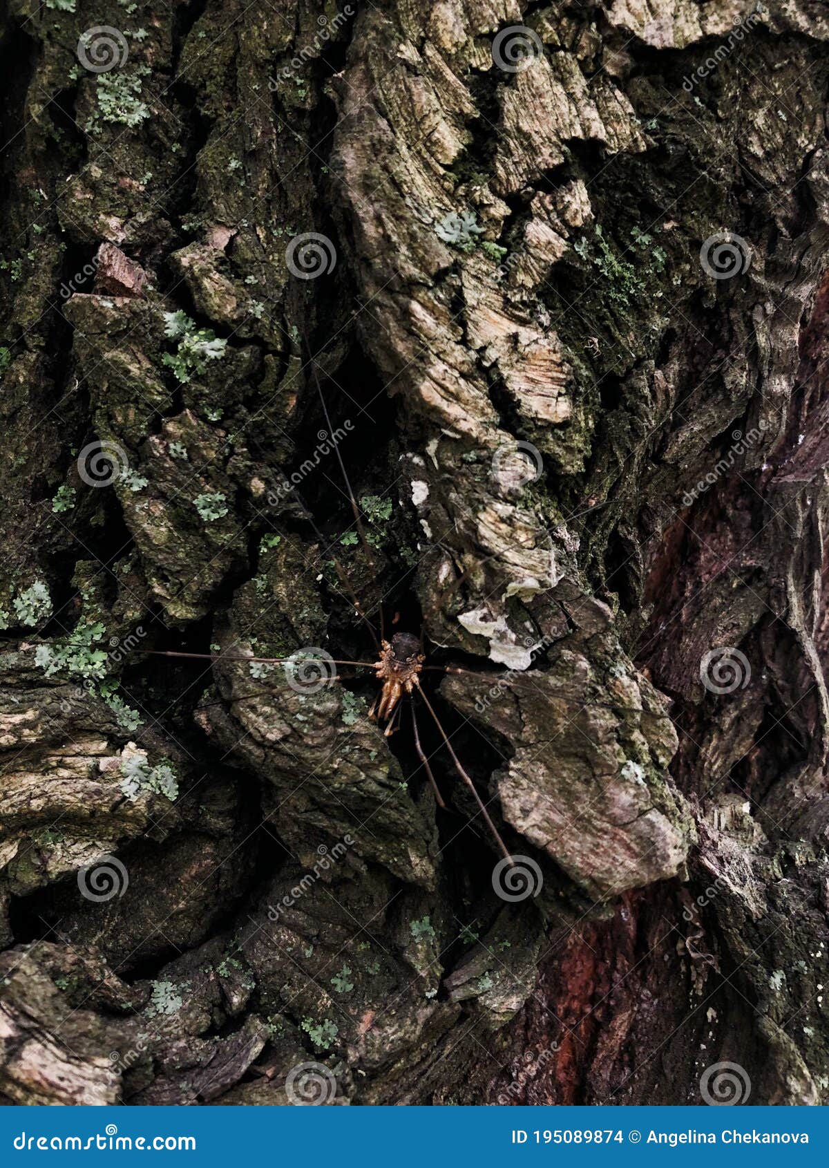 Brown Spider on Tree Bark Close Up Stock Photo - Image of morning, view ...