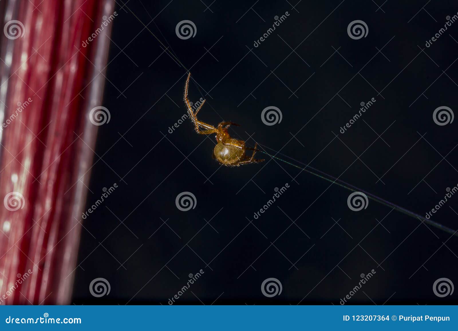 Brown Spider on a Spider Web Stock Photo - Image of brown, catch: 123207364