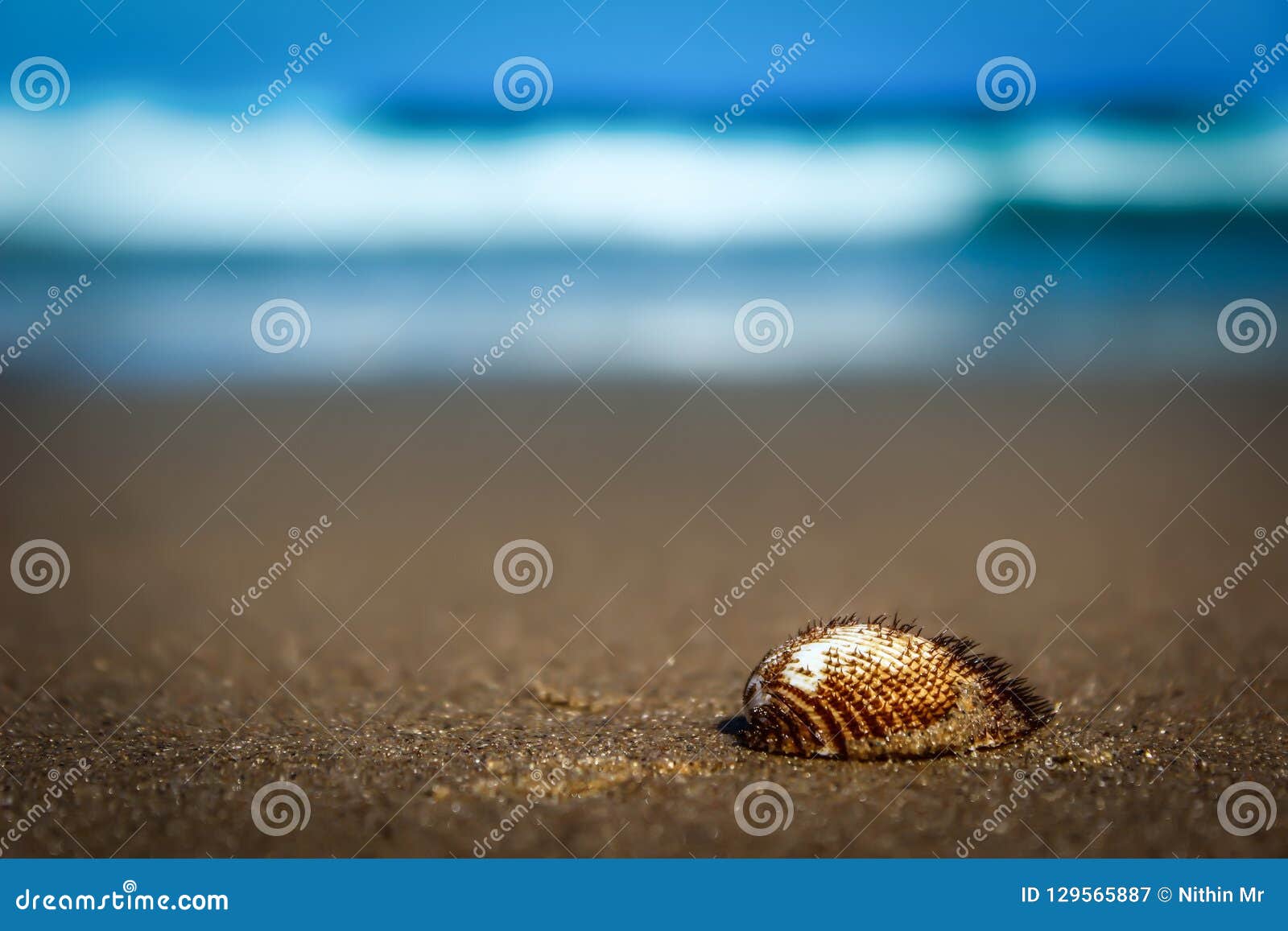 Spiked Shell at the Seashore Stock Image - Image of bumpy, mollusk ...