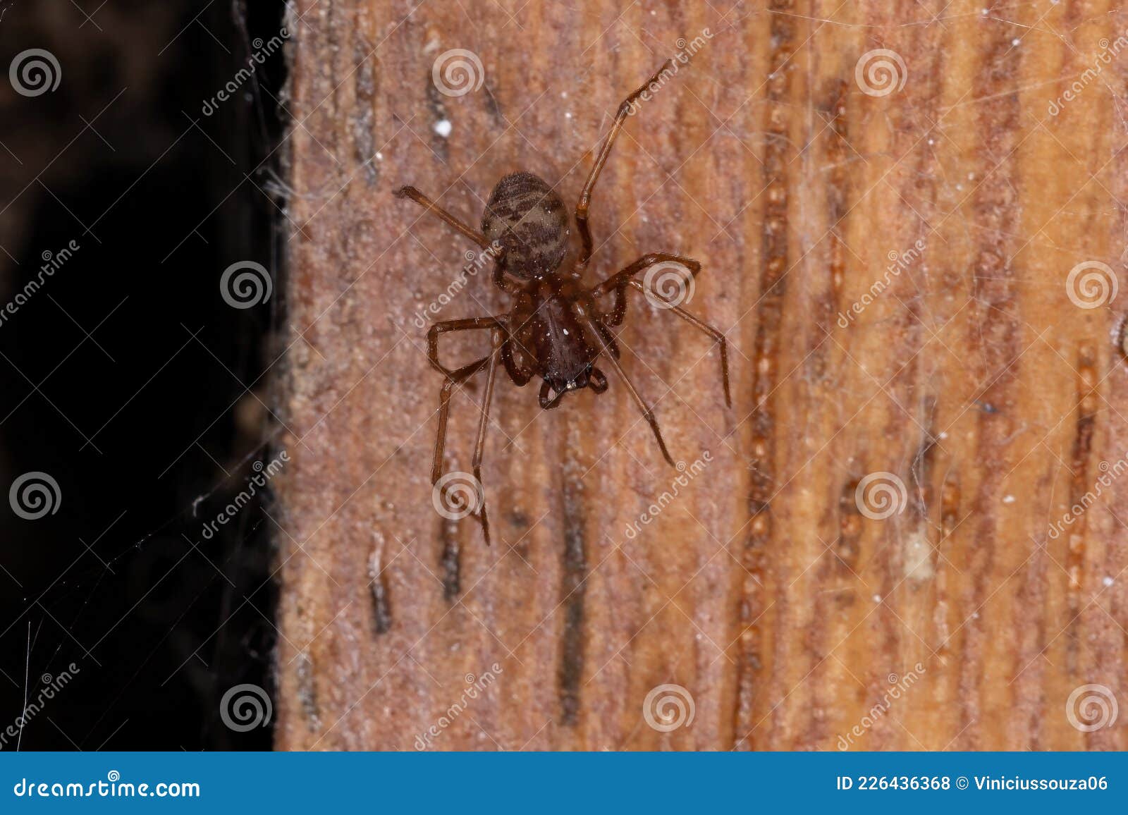 Brown Spitting Spider stock photo. Image of insect, female - 226436368
