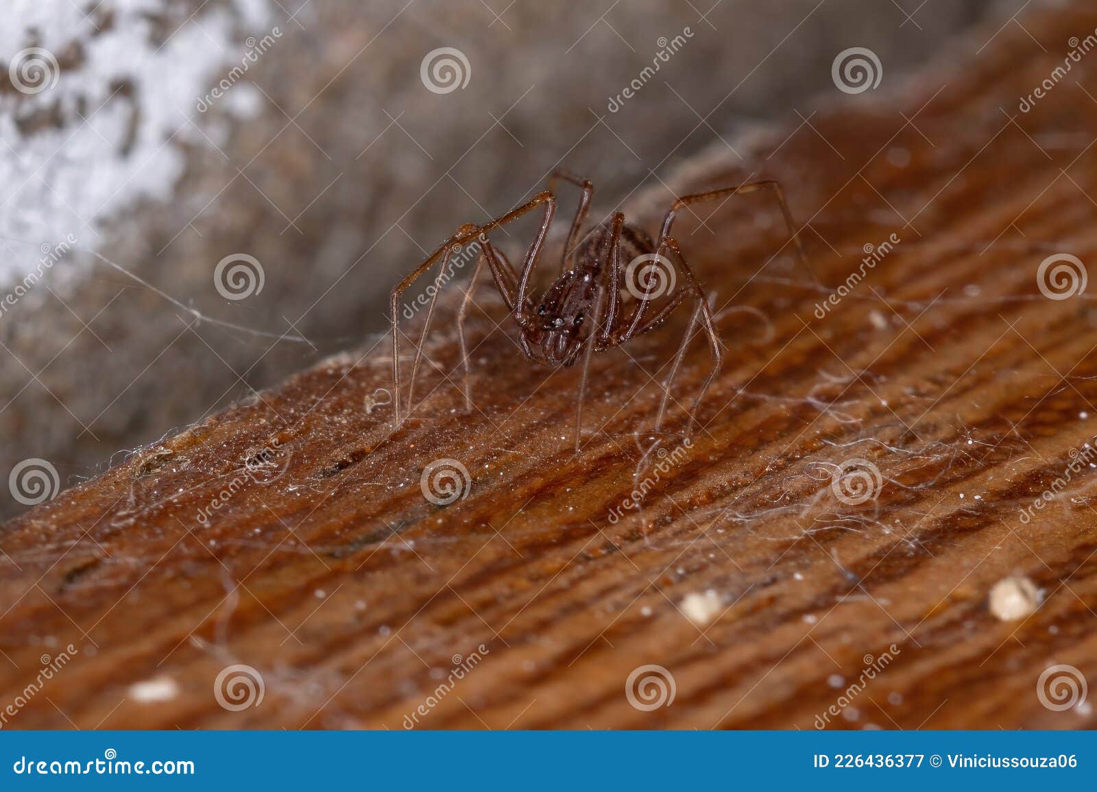 Brown Spitting Spider stock image. Image of poisonous - 226436377
