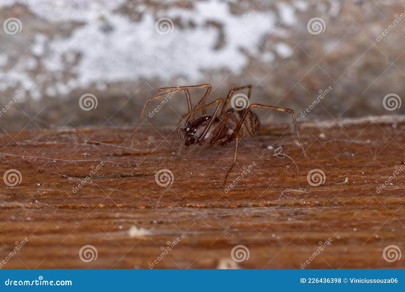 Spitting Spider Royalty-Free Stock Image | CartoonDealer.com #197626420