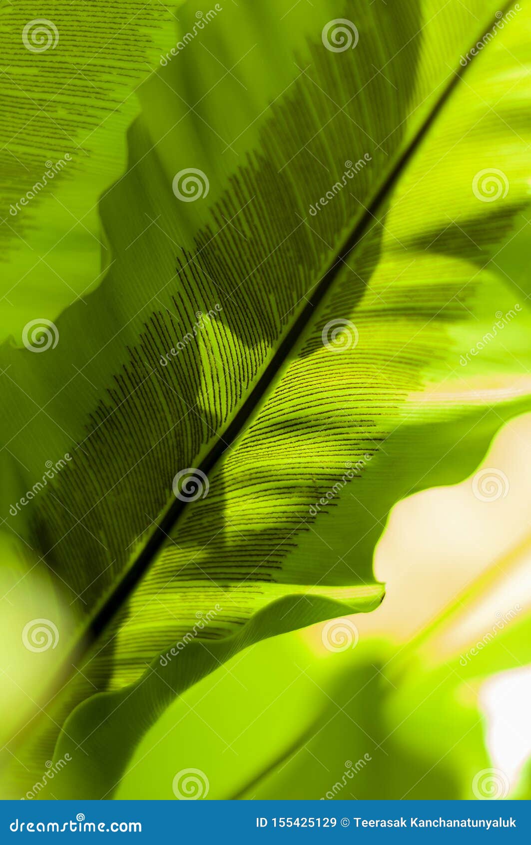 Brown Spore Pollen Line Pattern of Asplenium Stock Image - Image of ...