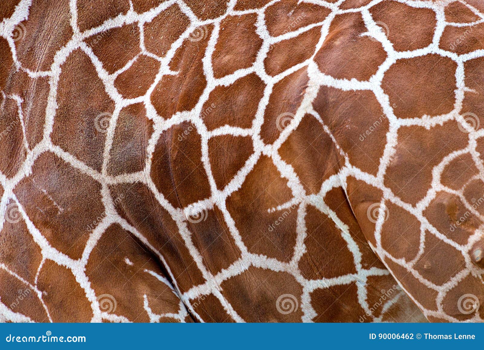 Brown Spots on a Giraffe Skin Stock Photo - Image of neck, safari: 90006462