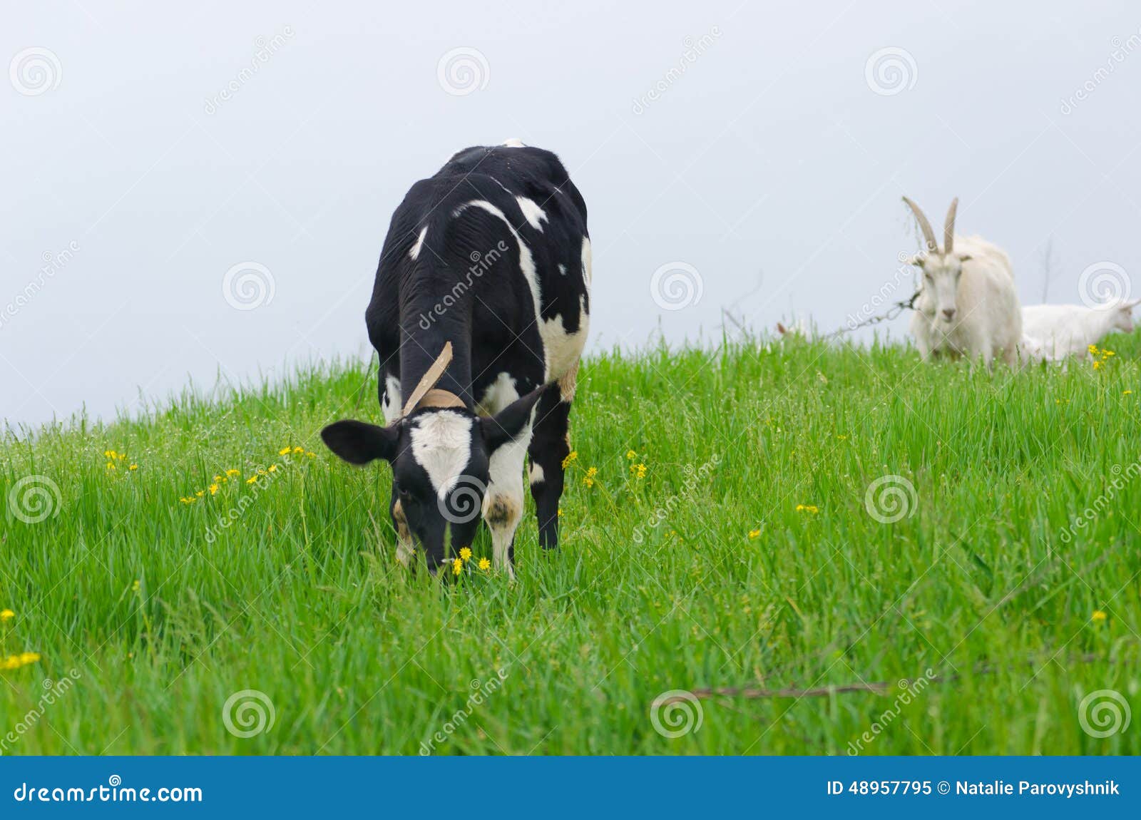 Brown Spotted Bull among Fresh Green Grass Stock Image - Image of fresh ...