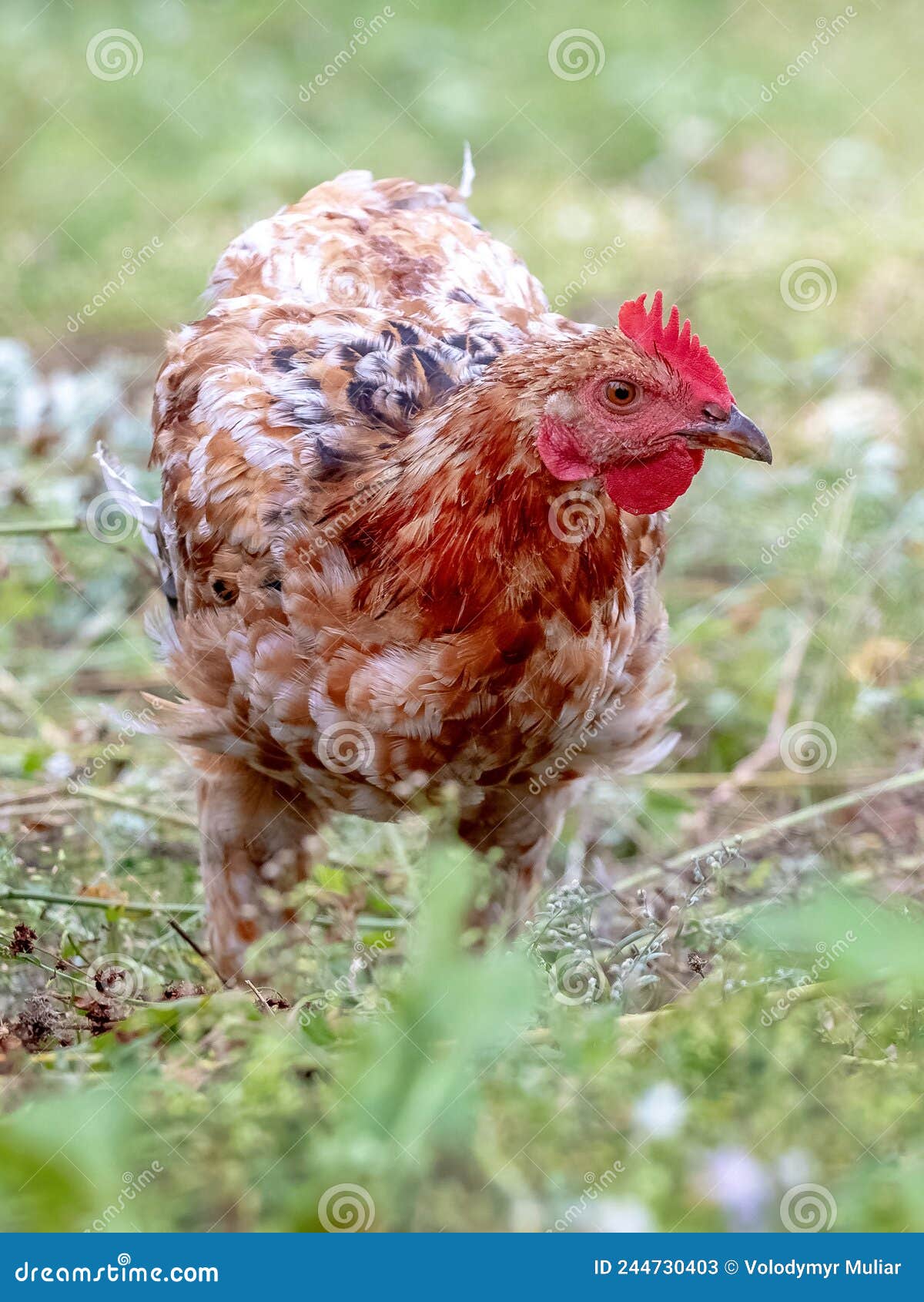Brown Spotted Chicken in the Garden among the Grass Stock Image - Image ...