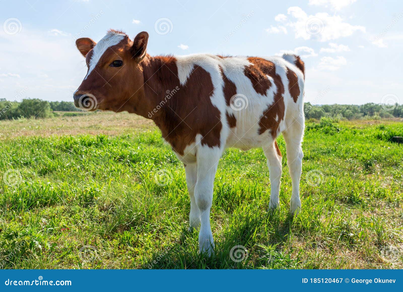 A Brown Spotted Cow in a Green Meadow Looks at the Camera Stock Image ...