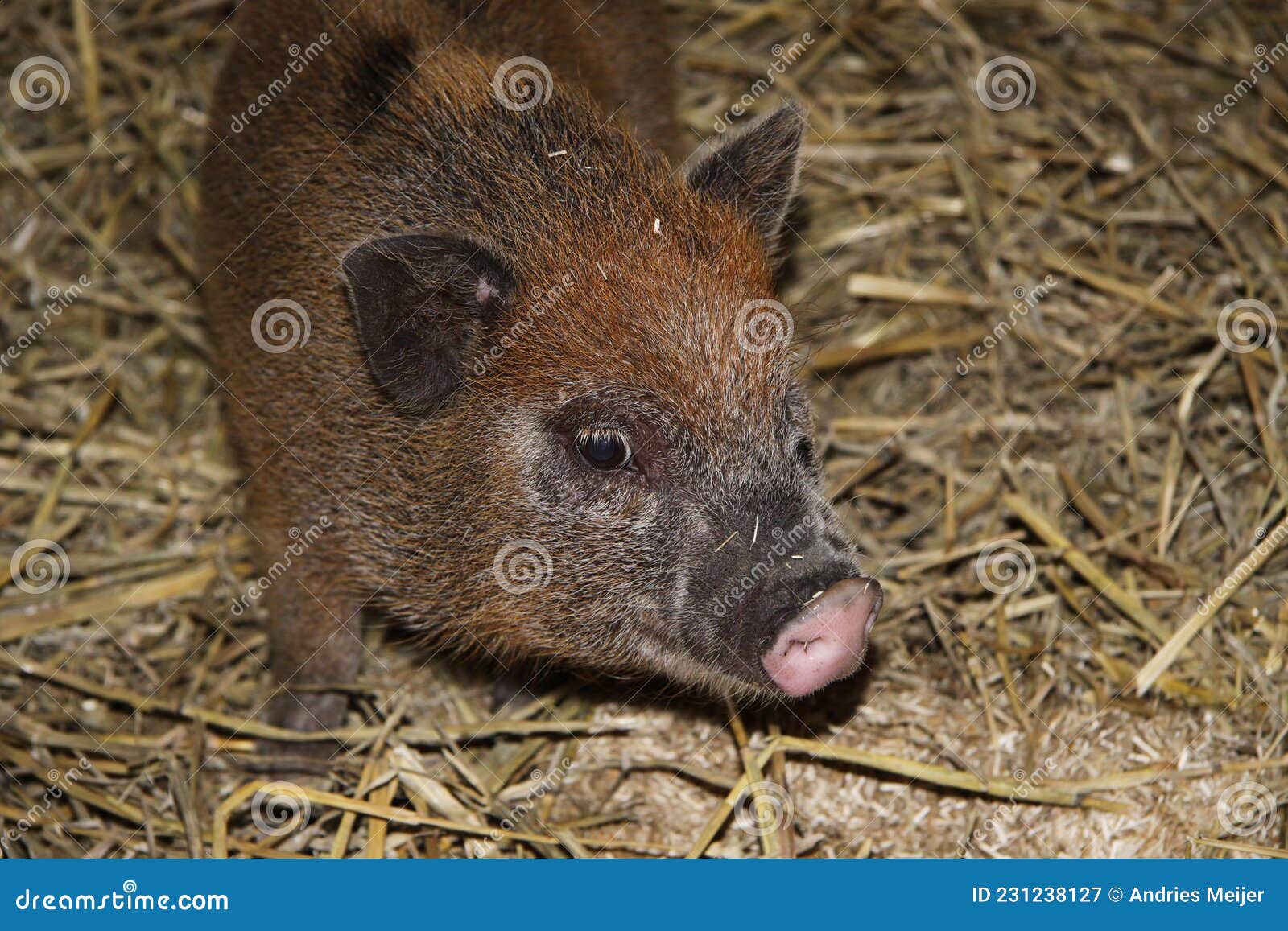 Brown spotted piglet stock image. Image of dwarf, little - 231238127