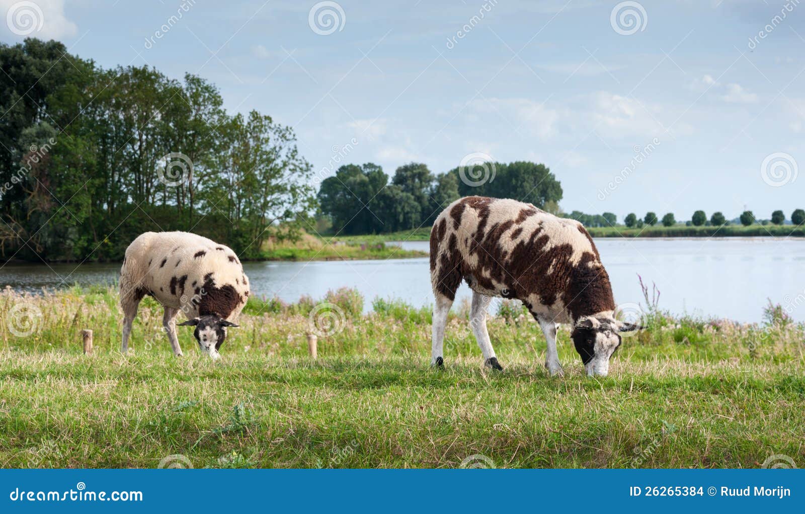 Brown Spotted Sheep Grazing on Top of a Stock Photo - Image of ...