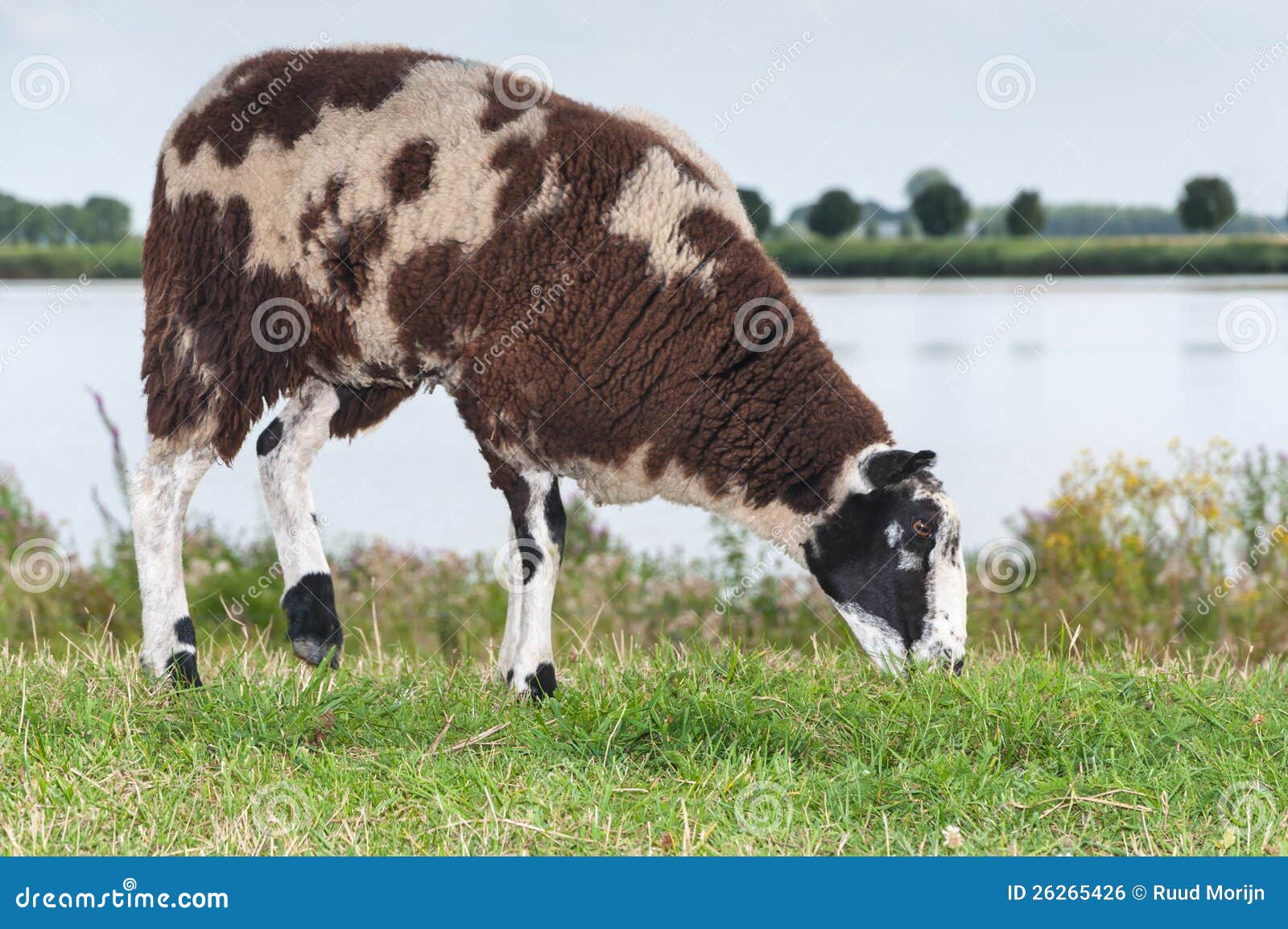 Brown Spotted Sheep Grazing on Top of a Stock Photo - Image of ...