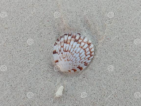 Brown Spotted Shells on a White Sand Background Stock Image - Image of ...
