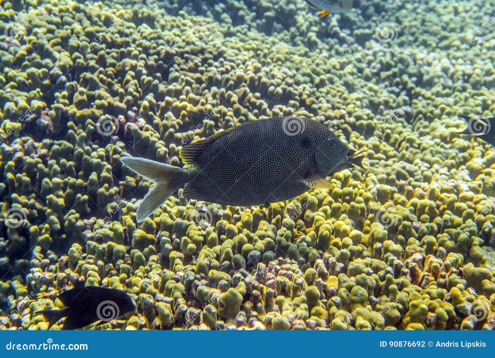 Brown-spotted Spinefoot Rabbitfish Stock Photo - Image of fish ...
