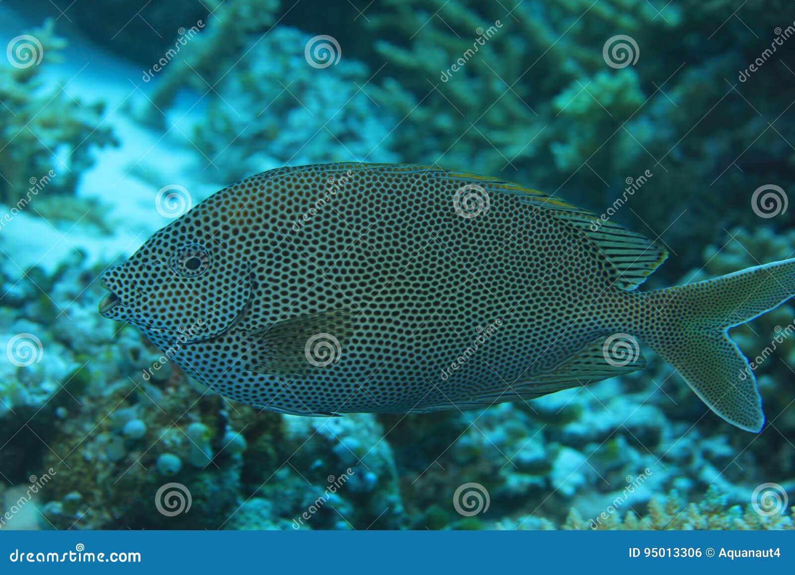 Brown-spotted Spinefoot Rabbitfish Stock Photo - Image of beautiful ...