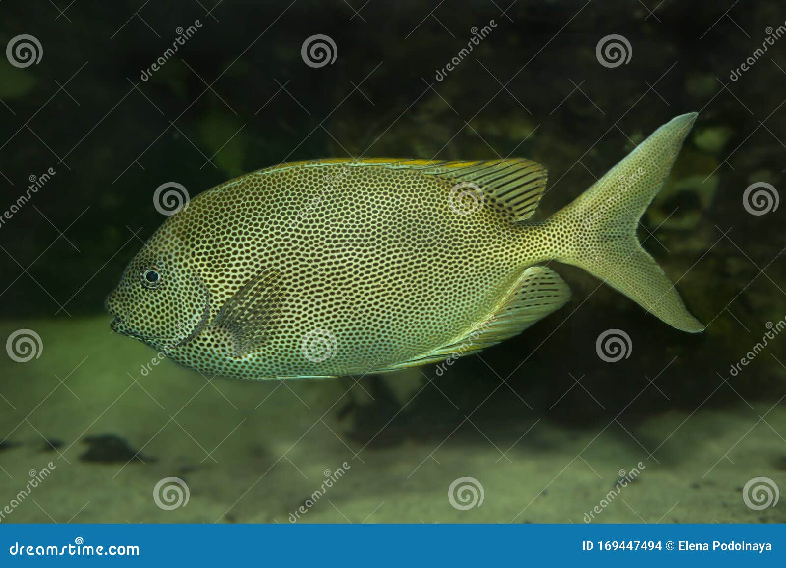 The Brown-spotted Spinefoot Siganus Stellatus. Stock Photo - Image of ...