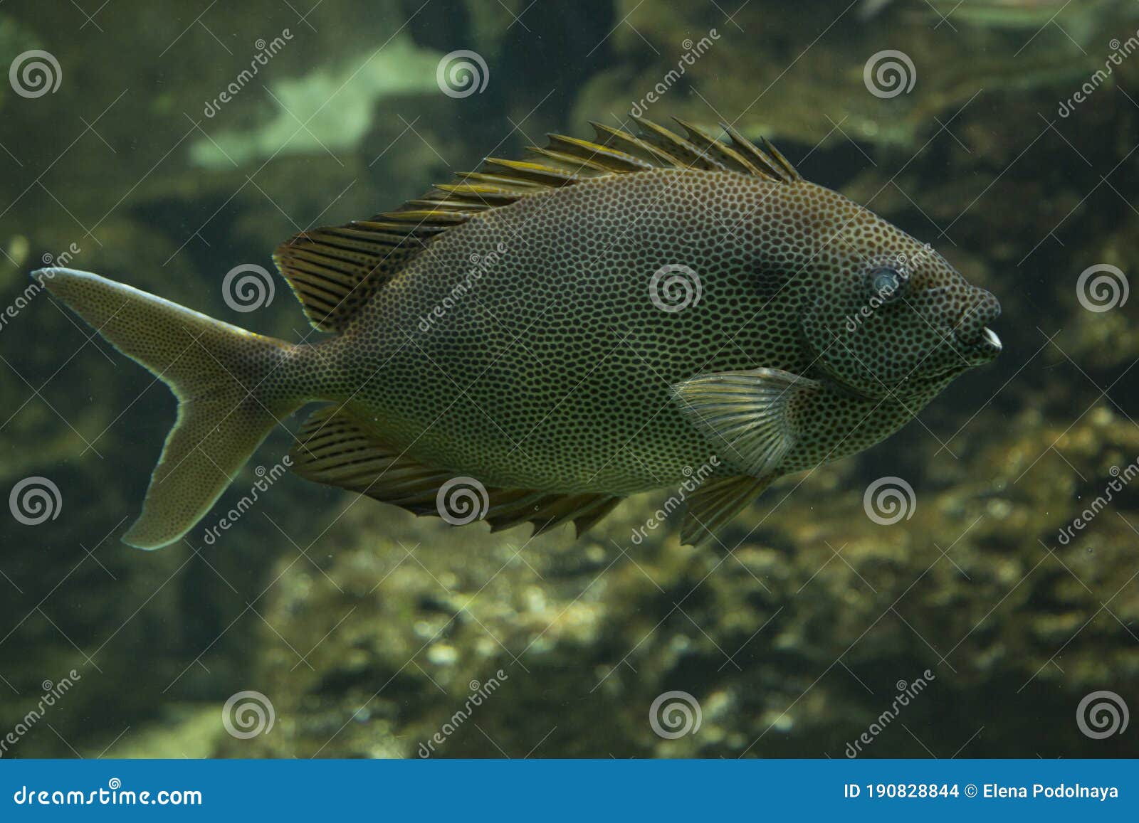Brown-spotted Spinefoot Siganus Stellatus. Stock Photo - Image of ...