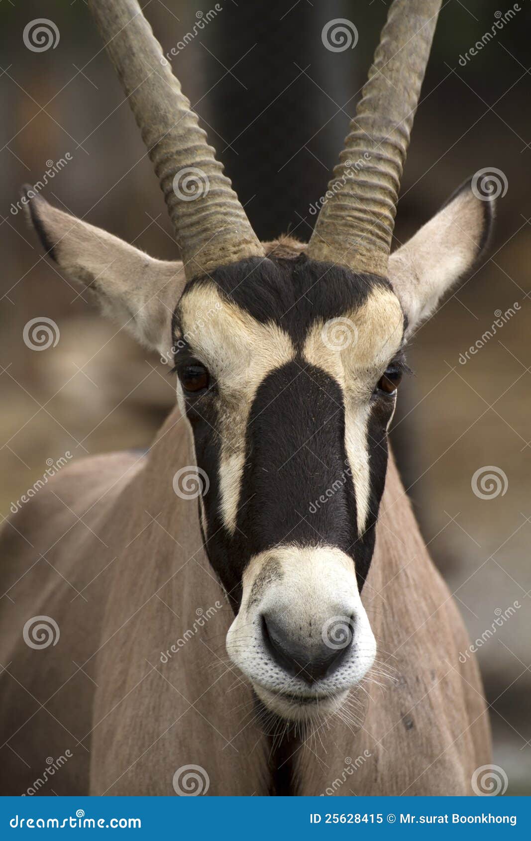 Brown springbok face stock image. Image of horned, wildlife - 25628415