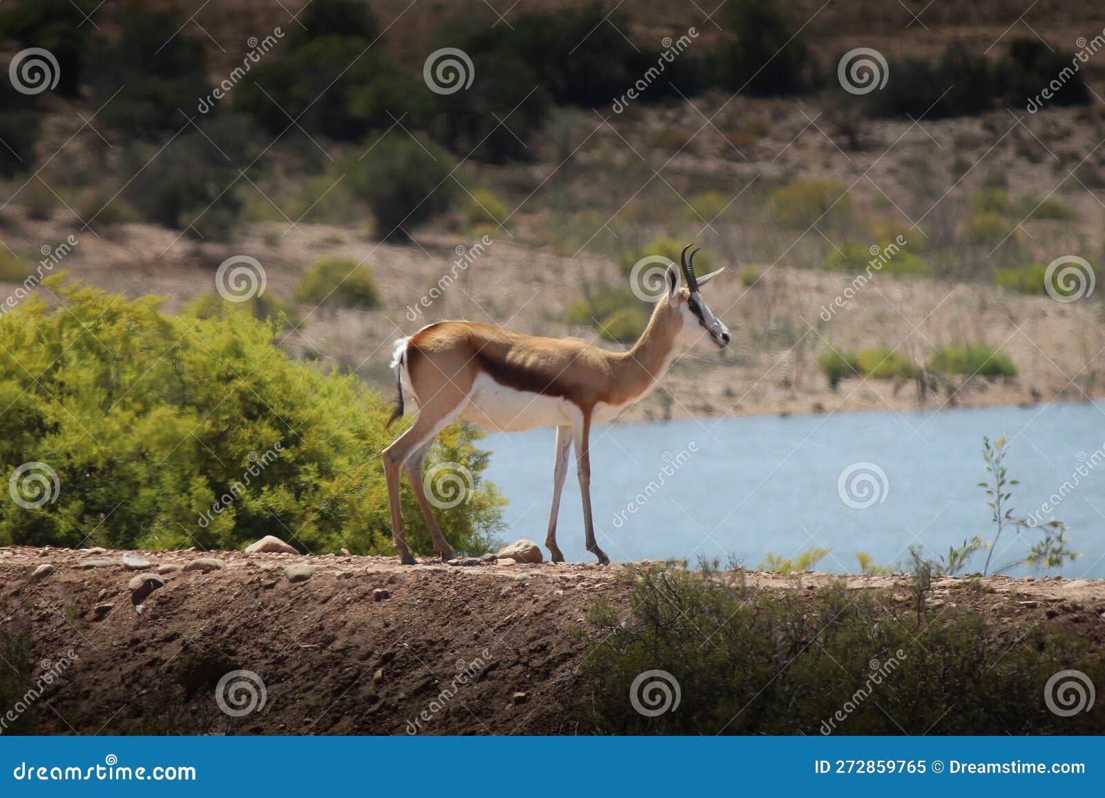 Brown Springbok Standing on the Lakeside in Spring Stock Image - Image ...