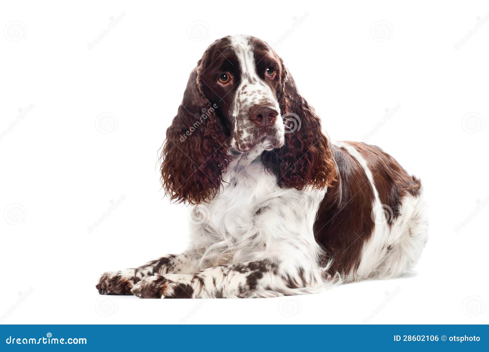 Brown Springer Spaniel Dog Portrait Stock Photo - Image of creature ...
