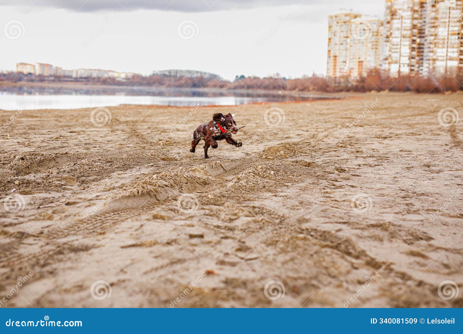 Brown Springer Spaniel Enjoying Playtime on Riverbank Stock Image ...