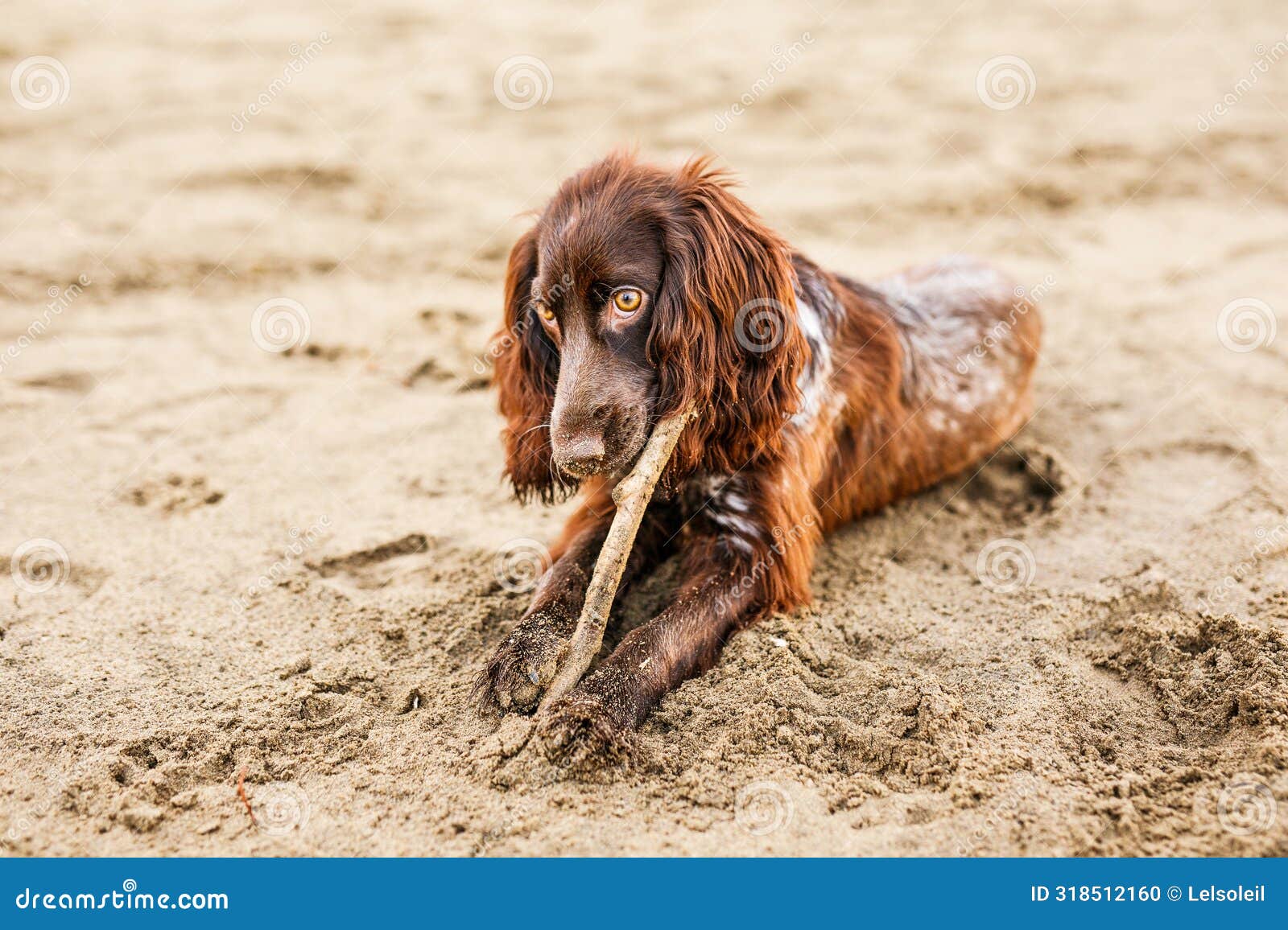 Brown Springer Spaniel Having Fun on Sandbank Stock Photo - Image of ...