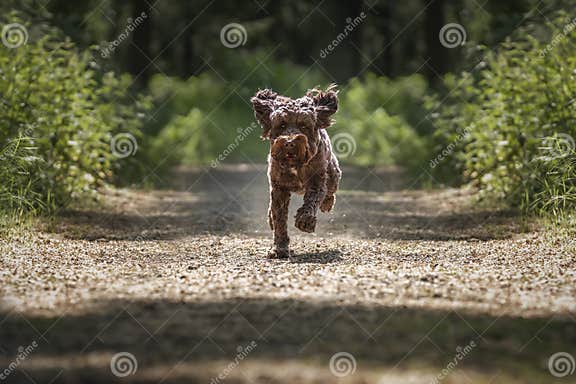 Brown Sprockapoo Dog - Springer Cocker Poodle Cross - Looking Crazy ...