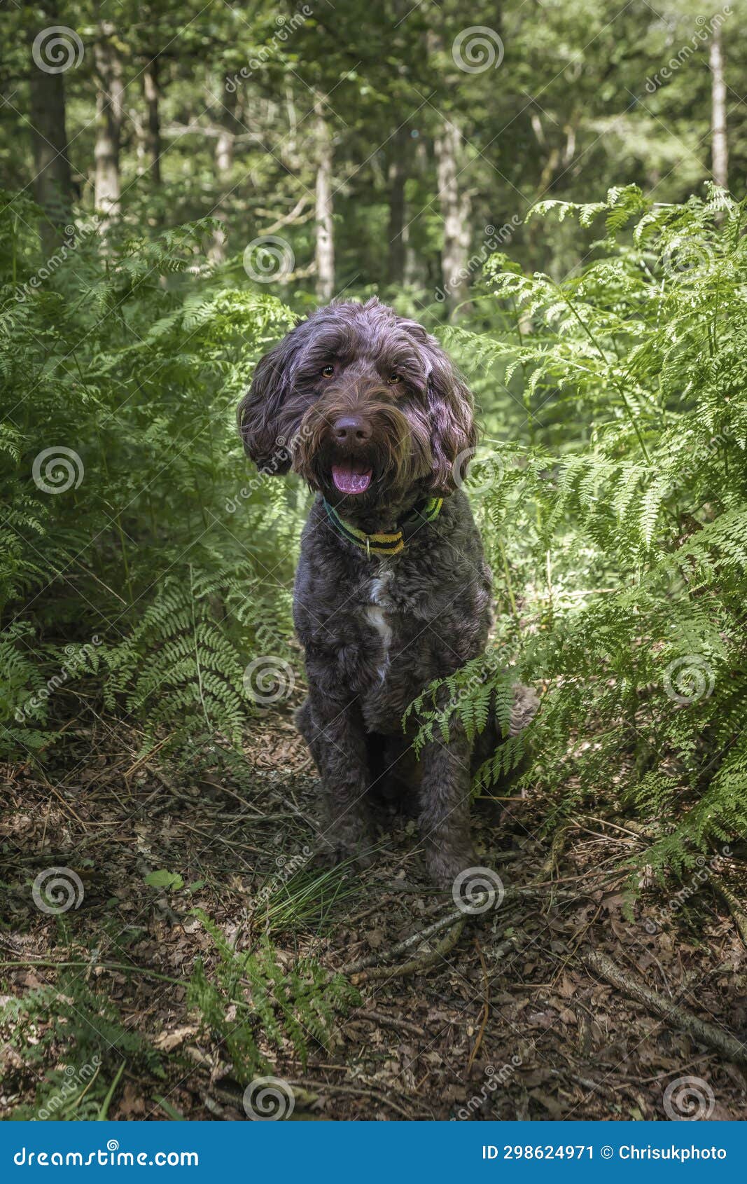 Brown Sprockapoo Dog - Springer Cocker Poodle Cross - Sitting Looking ...