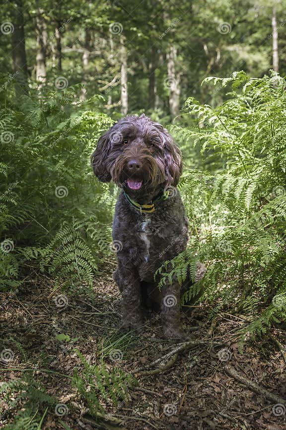 Brown Sprockapoo Dog - Springer Cocker Poodle Cross - Sitting Looking ...