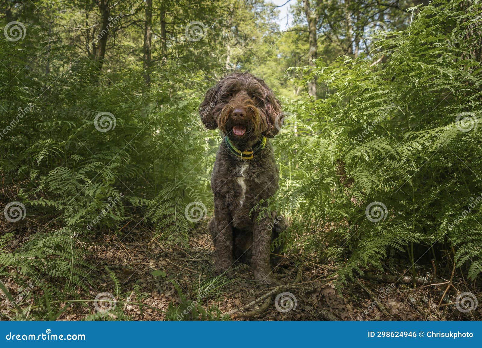 Brown Sprockapoo Dog - Springer Cocker Poodle Cross - Sitting Looking ...