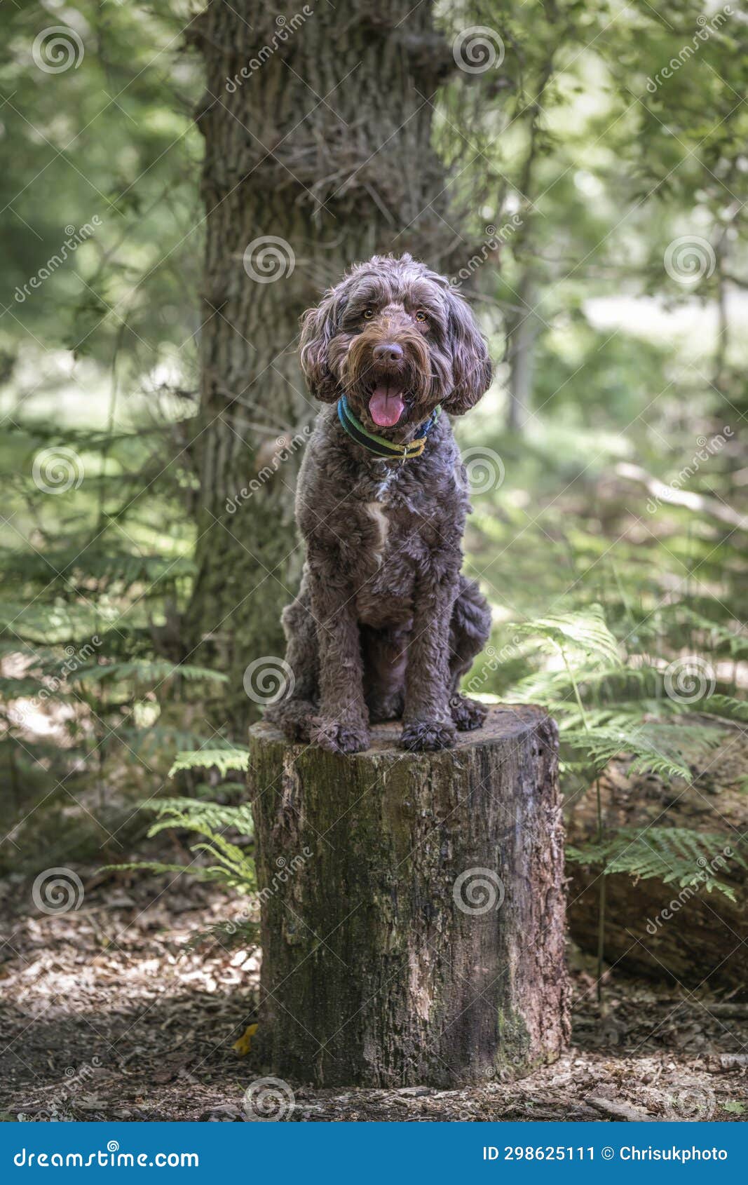 Brown Sprockapoo Dog - Springer Cocker Poodle Cross - Sitting on a Tree ...