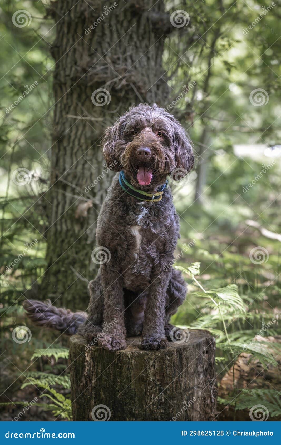 Brown Sprockapoo Dog - Springer Cocker Poodle Cross - Sitting on a Tree ...