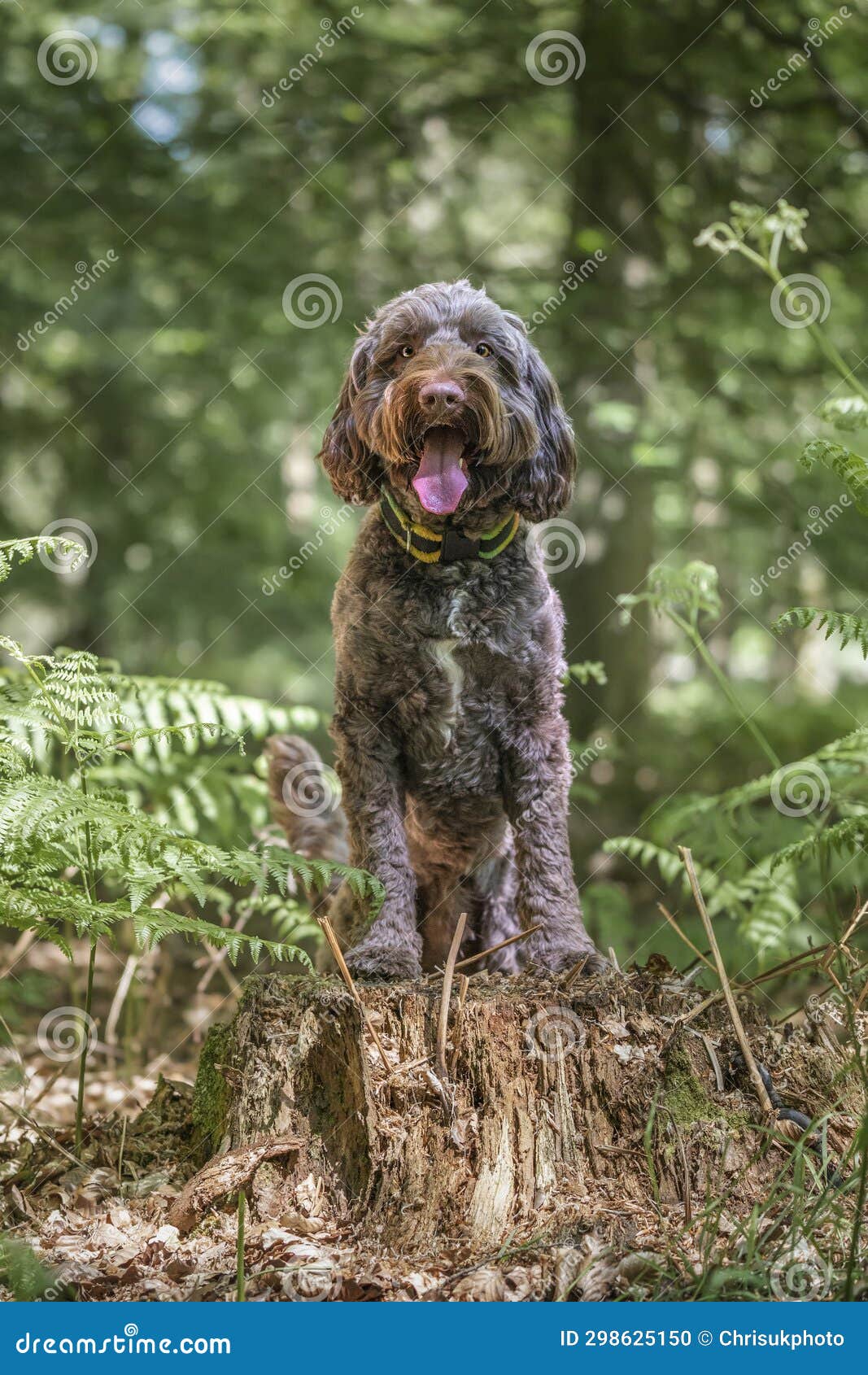 Brown Sprockapoo Dog - Springer Cocker Poodle Cross - Sitting on a Tree ...