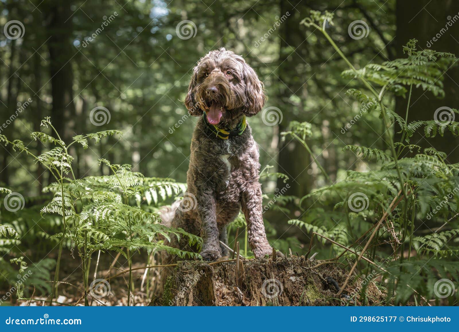 Brown Sprockapoo Dog - Springer Cocker Poodle Cross - Sitting on a Tree ...
