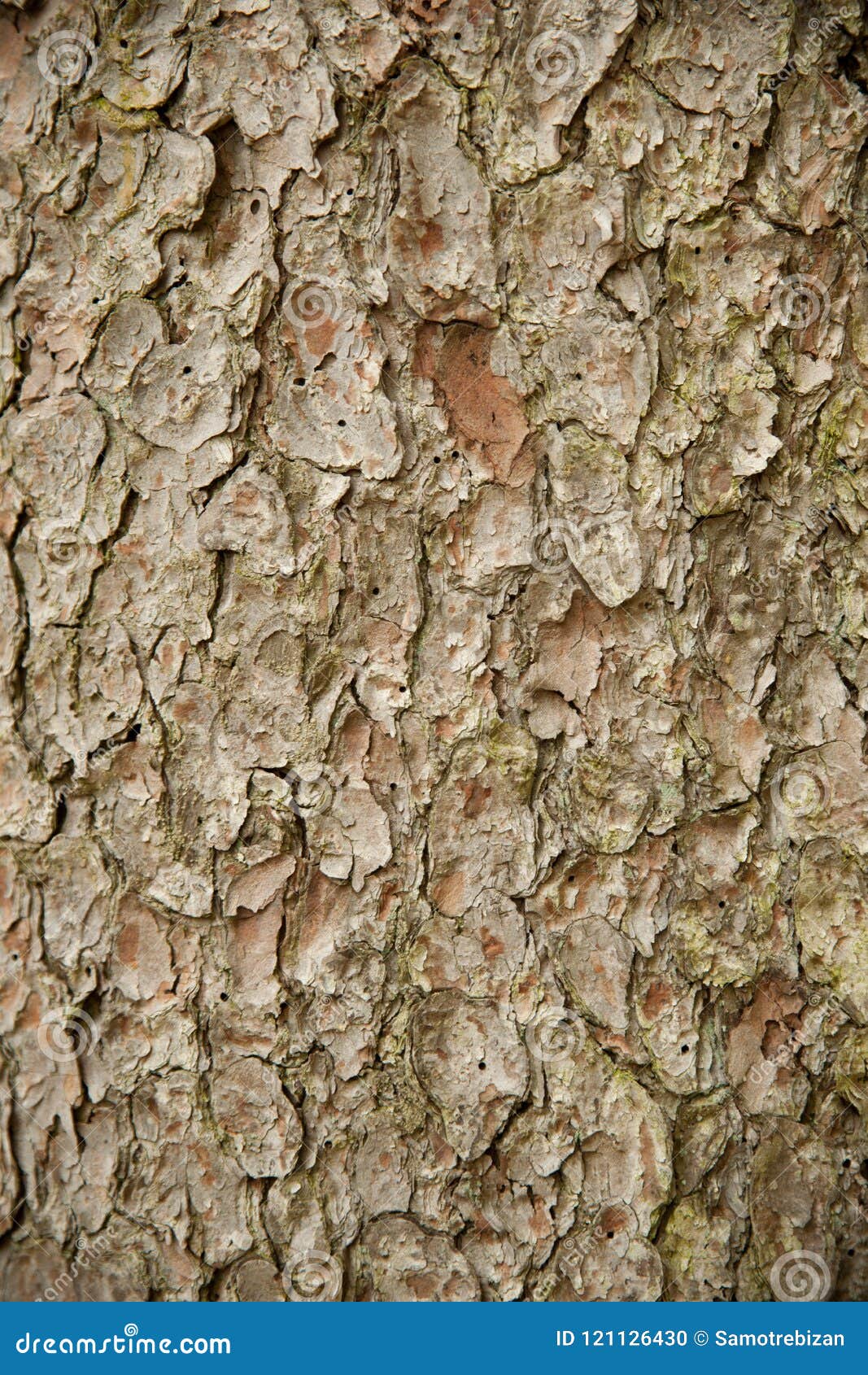 Brown spruce bark texture stock photo. Image of spring - 121126430