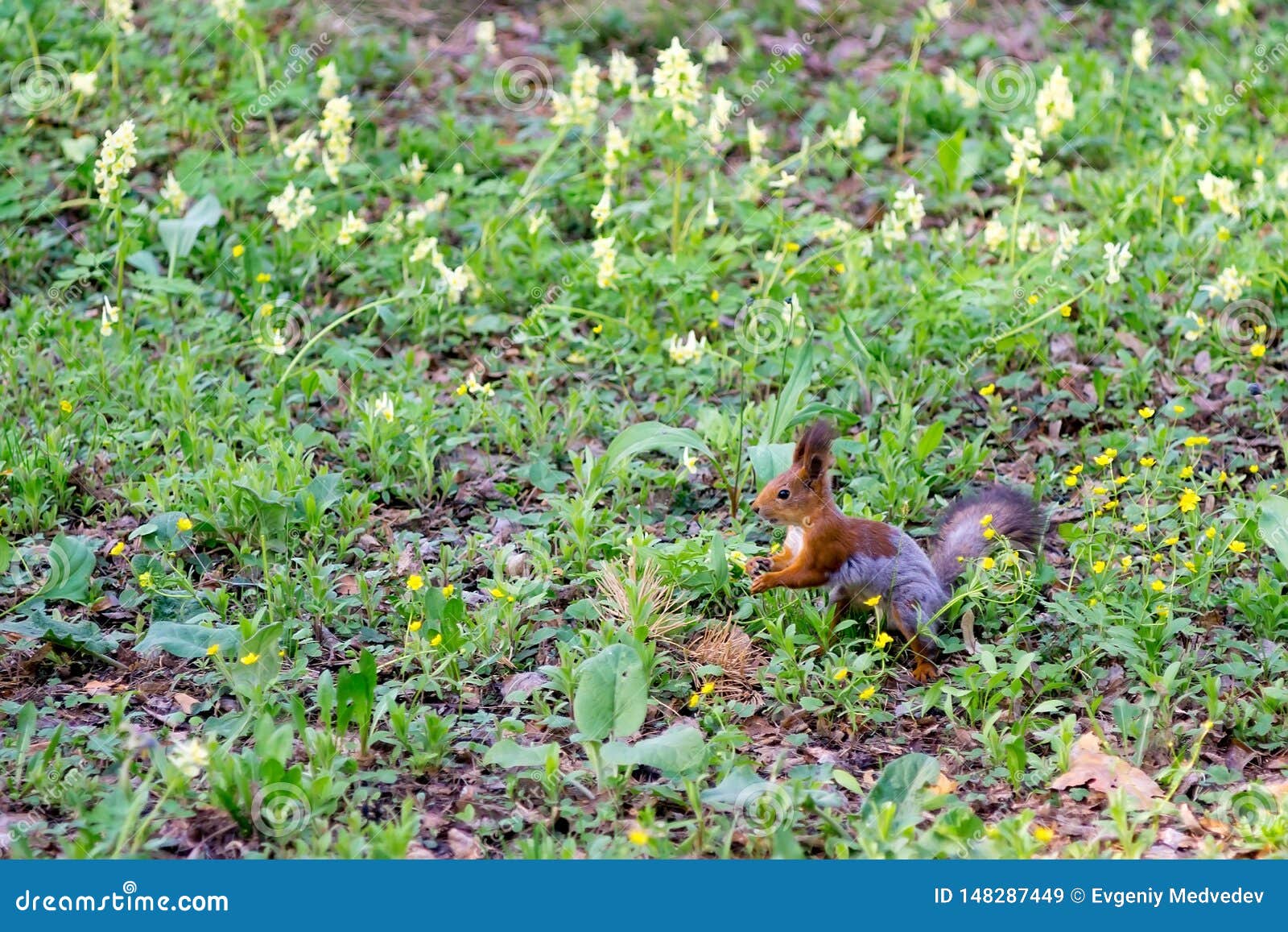 Squirrel Sits on the Green Spring Grass Stock Image - Image of field ...